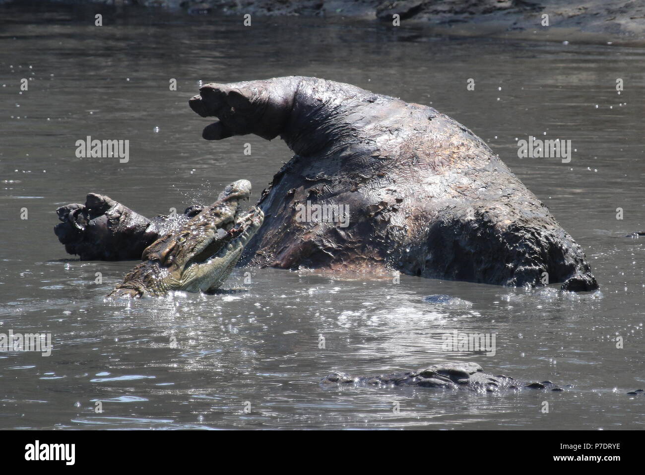 Crocodile and hippo crocodylus niloticus hi-res stock photography and ...