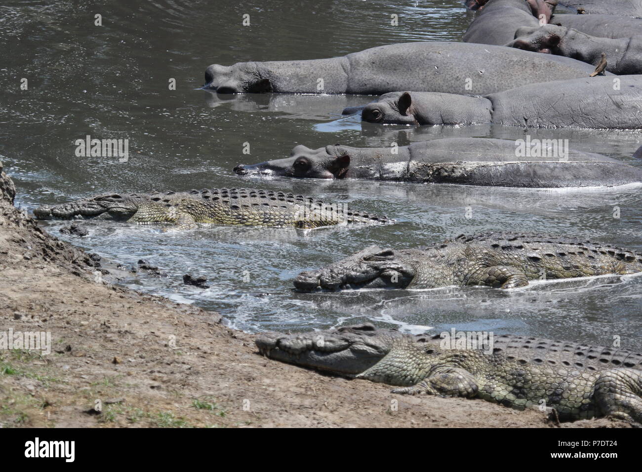Hippo life and death Stock Photo - Alamy