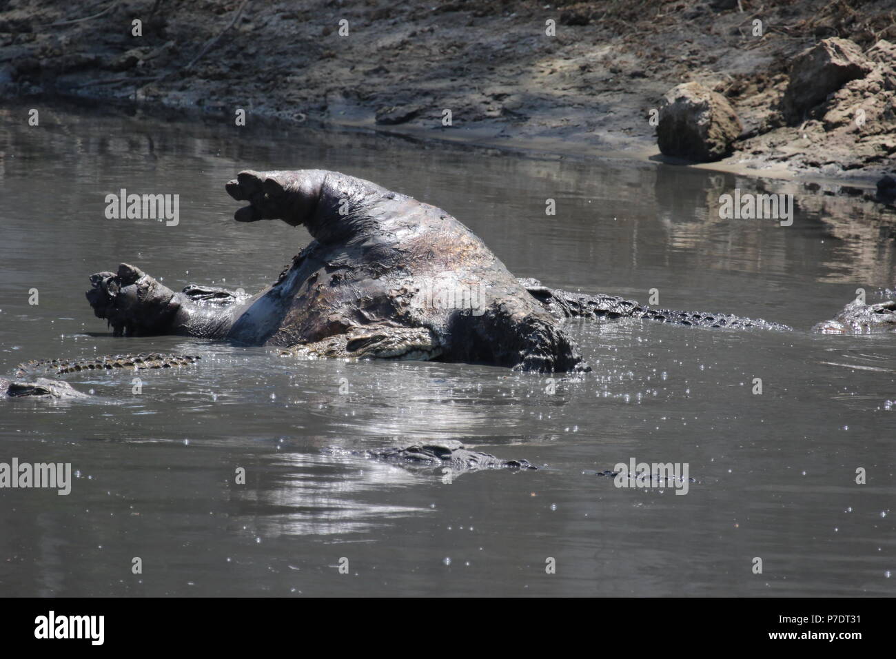 Crocodile and hippo crocodylus niloticus hi-res stock photography and ...
