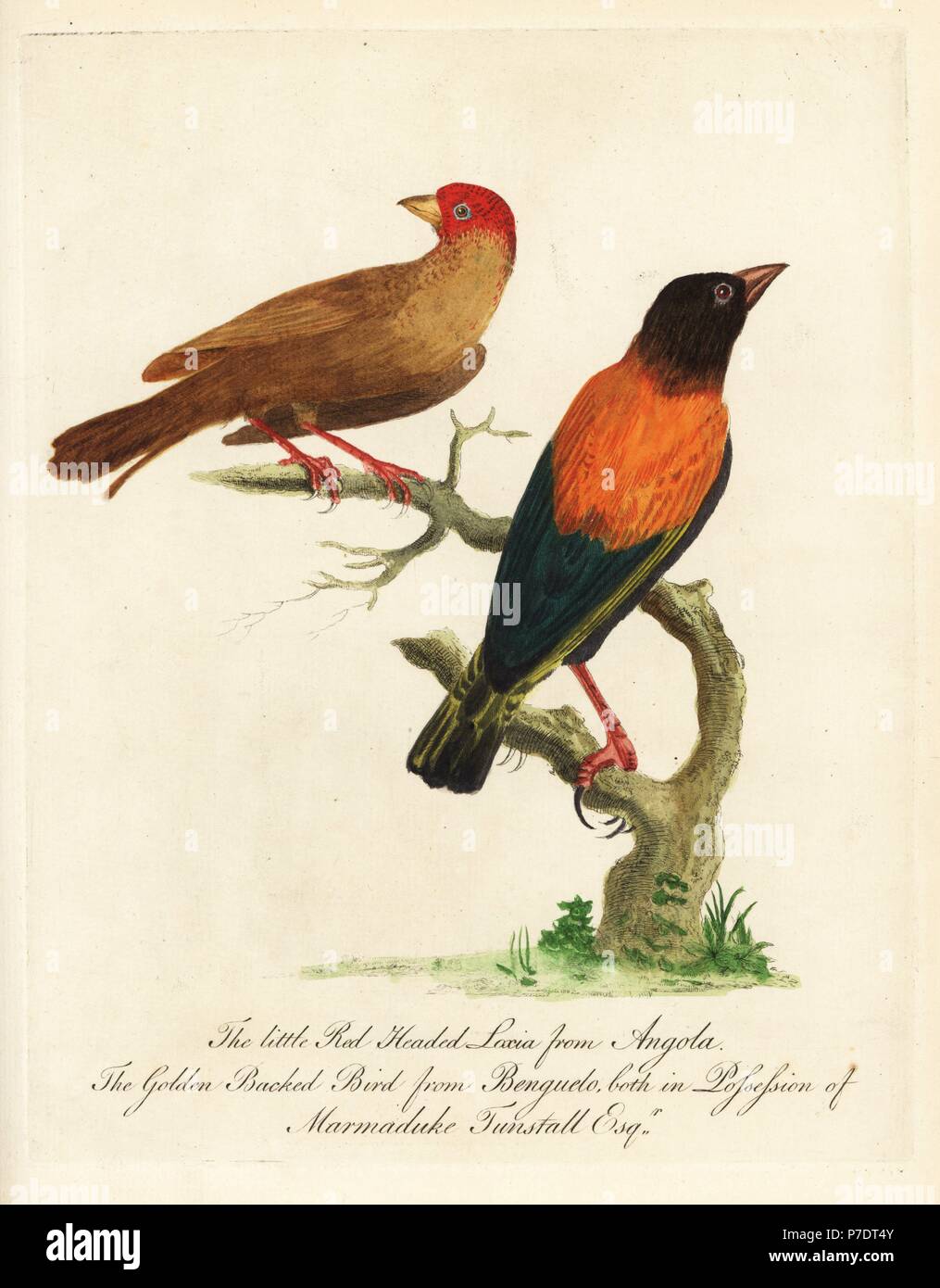 Golden-backed bishop, Euplectes aureus, and orange-winged pytilia ...
