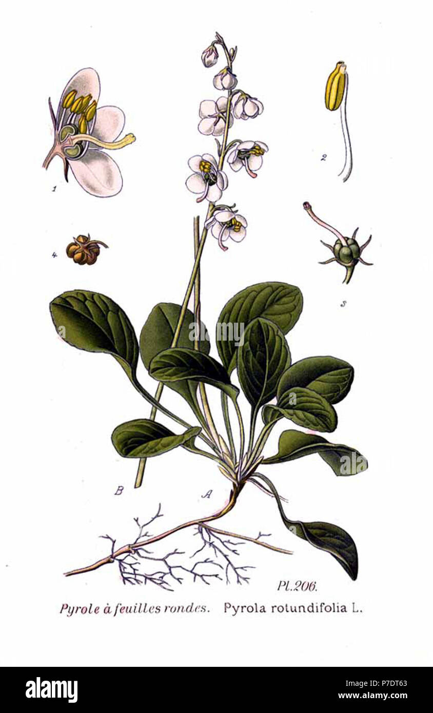 Pyrola rotundifolia l hi-res stock photography and images - Alamy