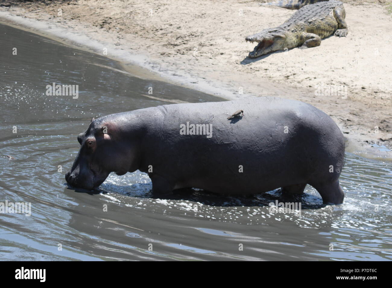 Hippopotamus amphibius crocodylus niloticus hi-res stock photography ...