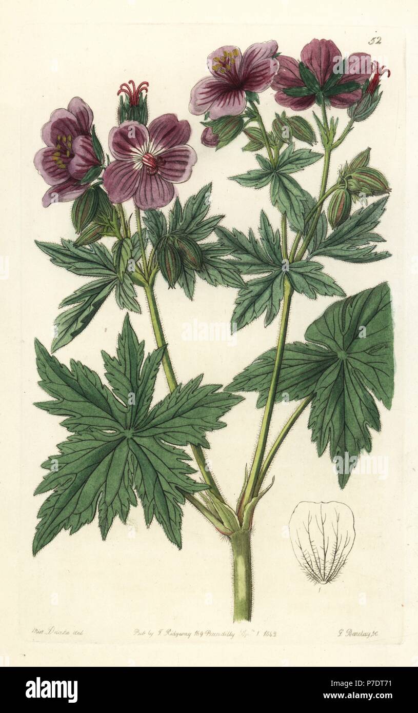 Woolly-flowered geranium, Geranium erianthum. Handcoloured copperplate ...