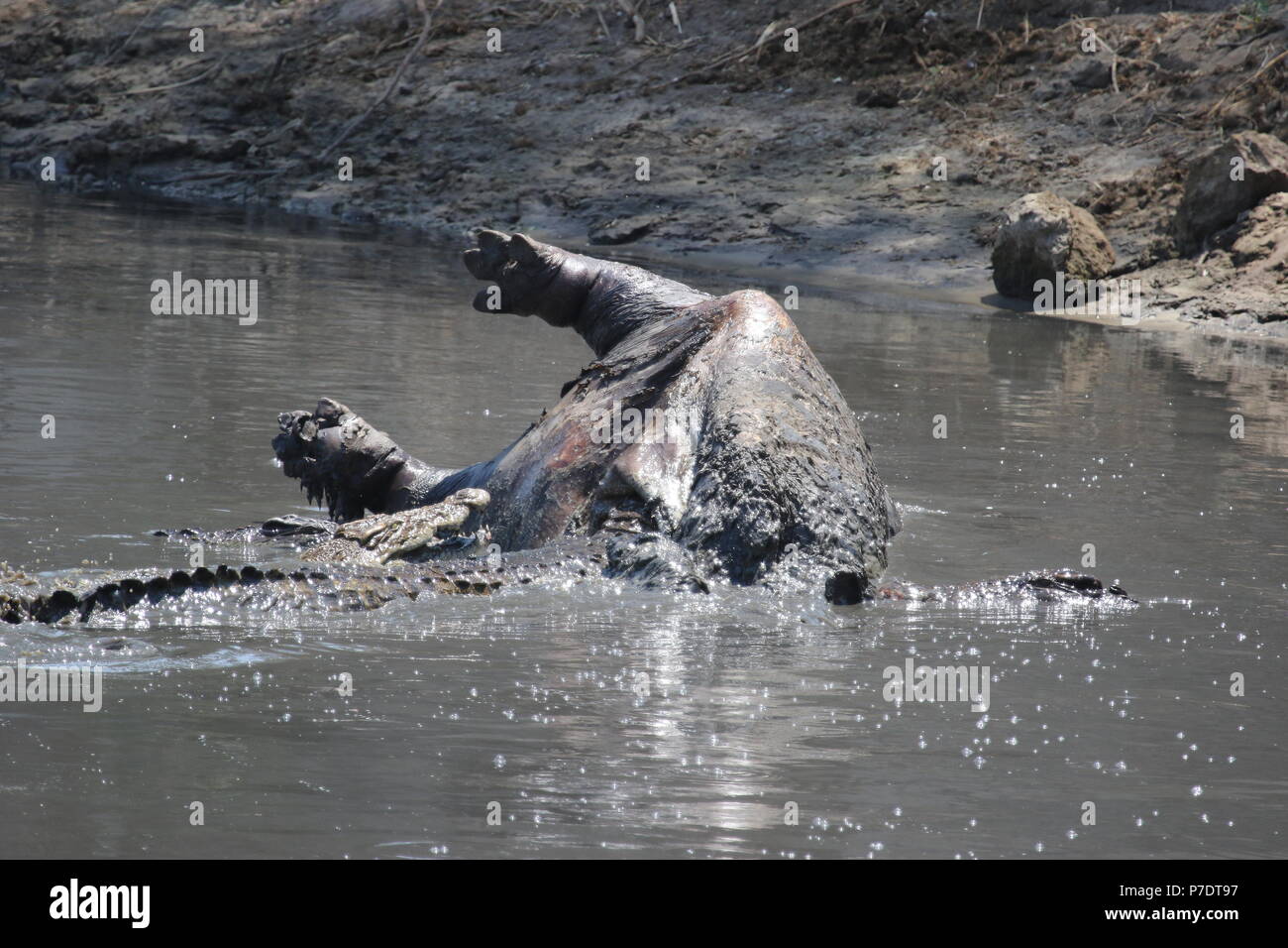 Inside a hippopotamus hi-res stock photography and images - Alamy