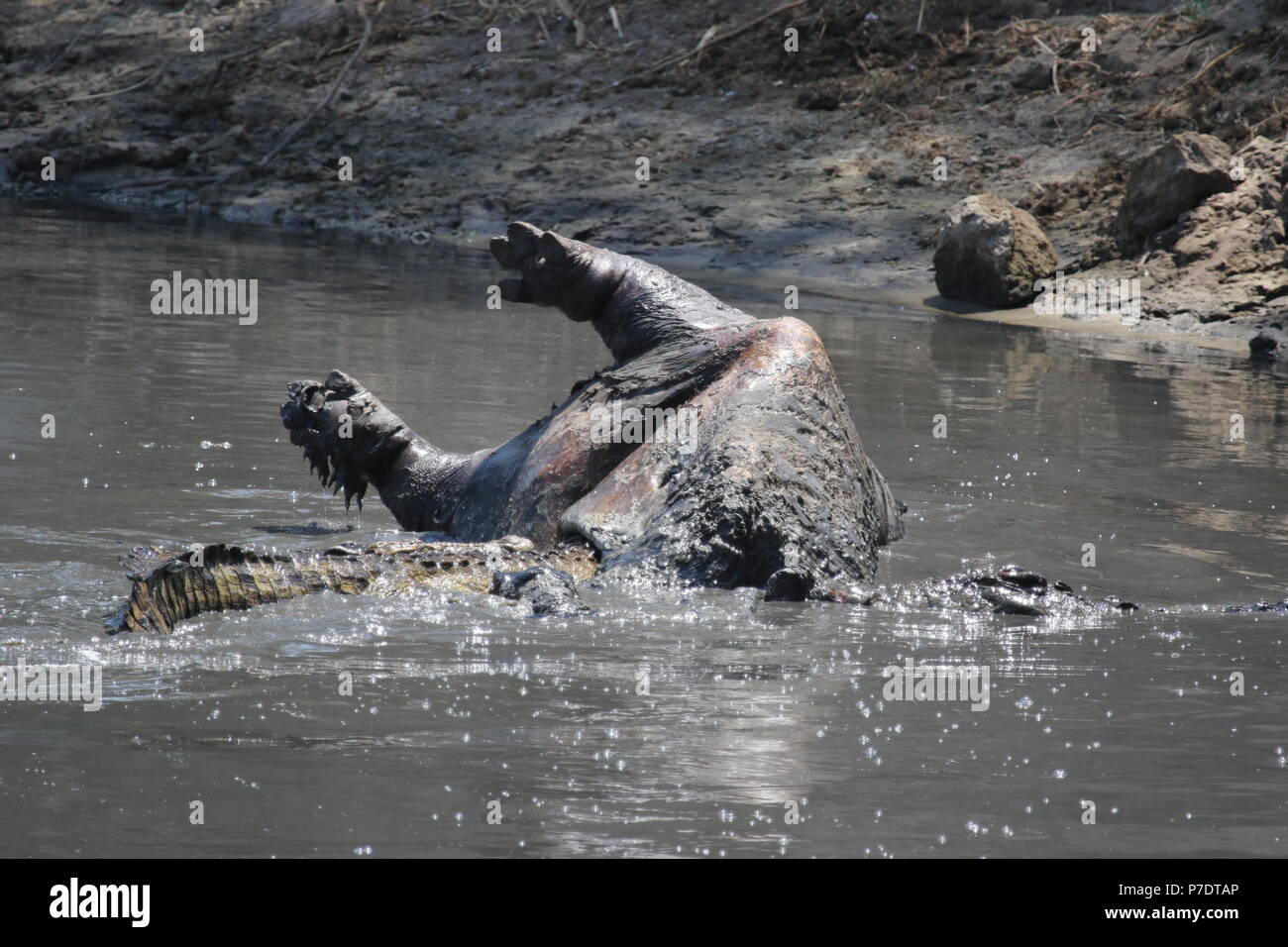Inside a hippopotamus hi-res stock photography and images - Alamy