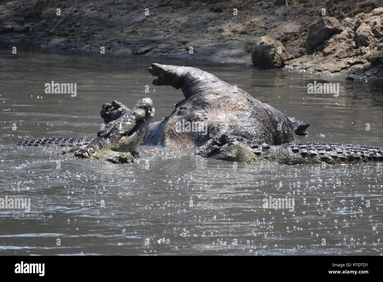 Eating dead hippo hi-res stock photography and images - Alamy