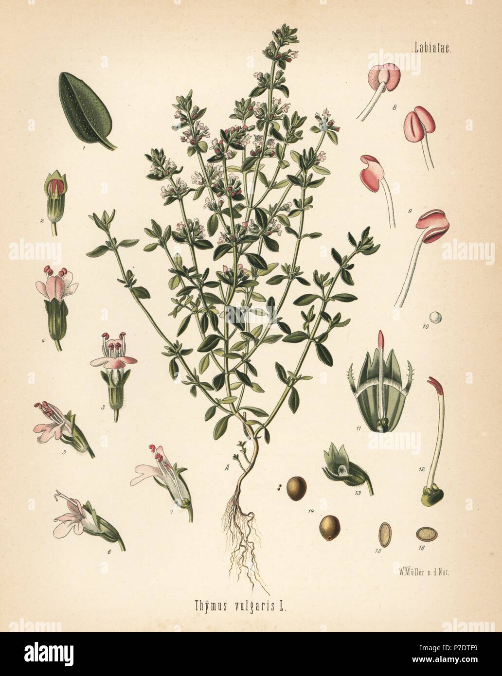 Garden thyme, Thymus vulgaris. Chromolithograph after a botanical ...