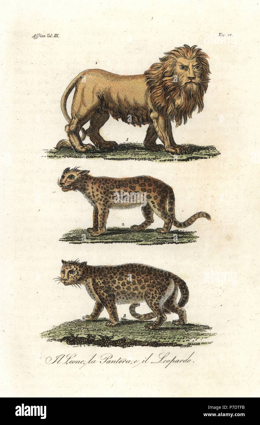 African lion, Panthera leo, panther or leopard, Panthera pardus ...