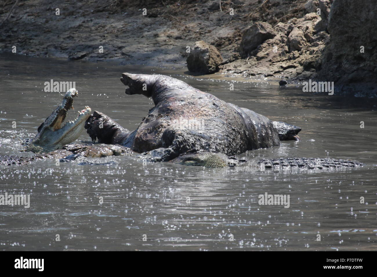 Hippo life and death Stock Photo - Alamy