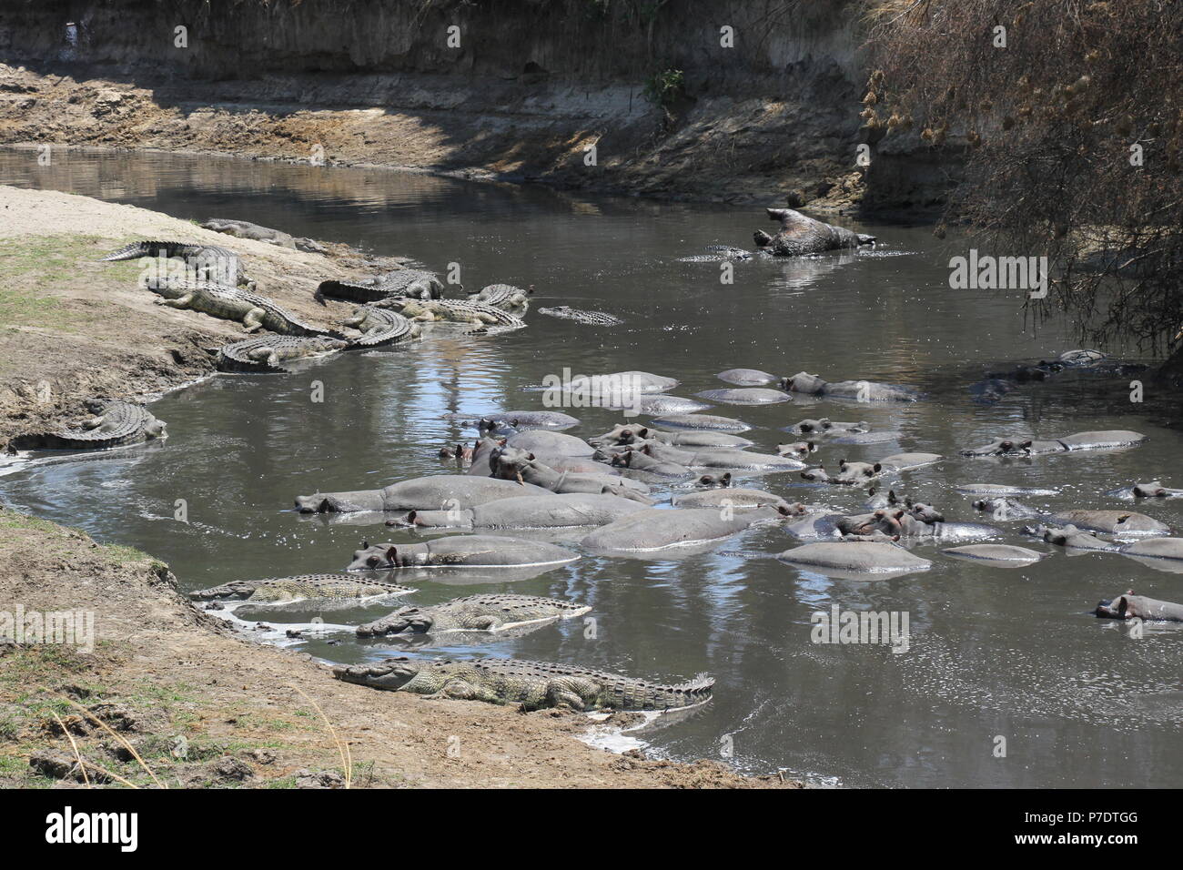 Hippo life and death Stock Photo - Alamy