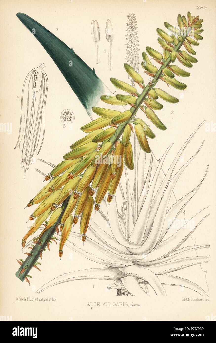 Common aloe or Barbados aloe, Aloe vera (Aloe vulgaris). Handcoloured ...