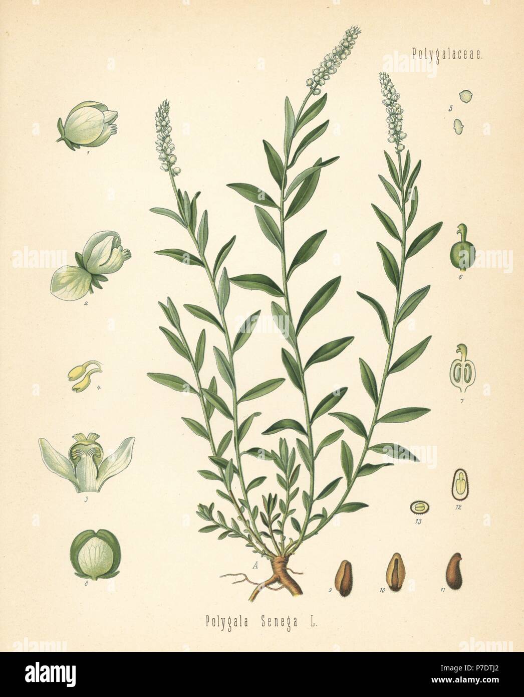 Seneca snakeroot, Polygala senega. Chromolithograph after a botanical ...