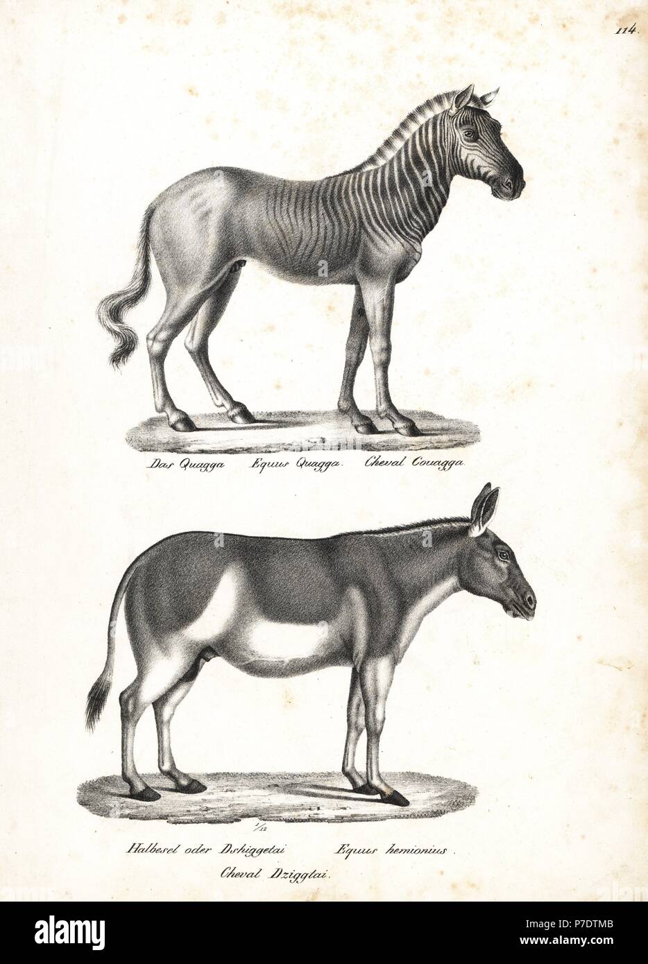 Quagga, Equus quagga (extinct) and onager, Equus hemionus (endangered ...