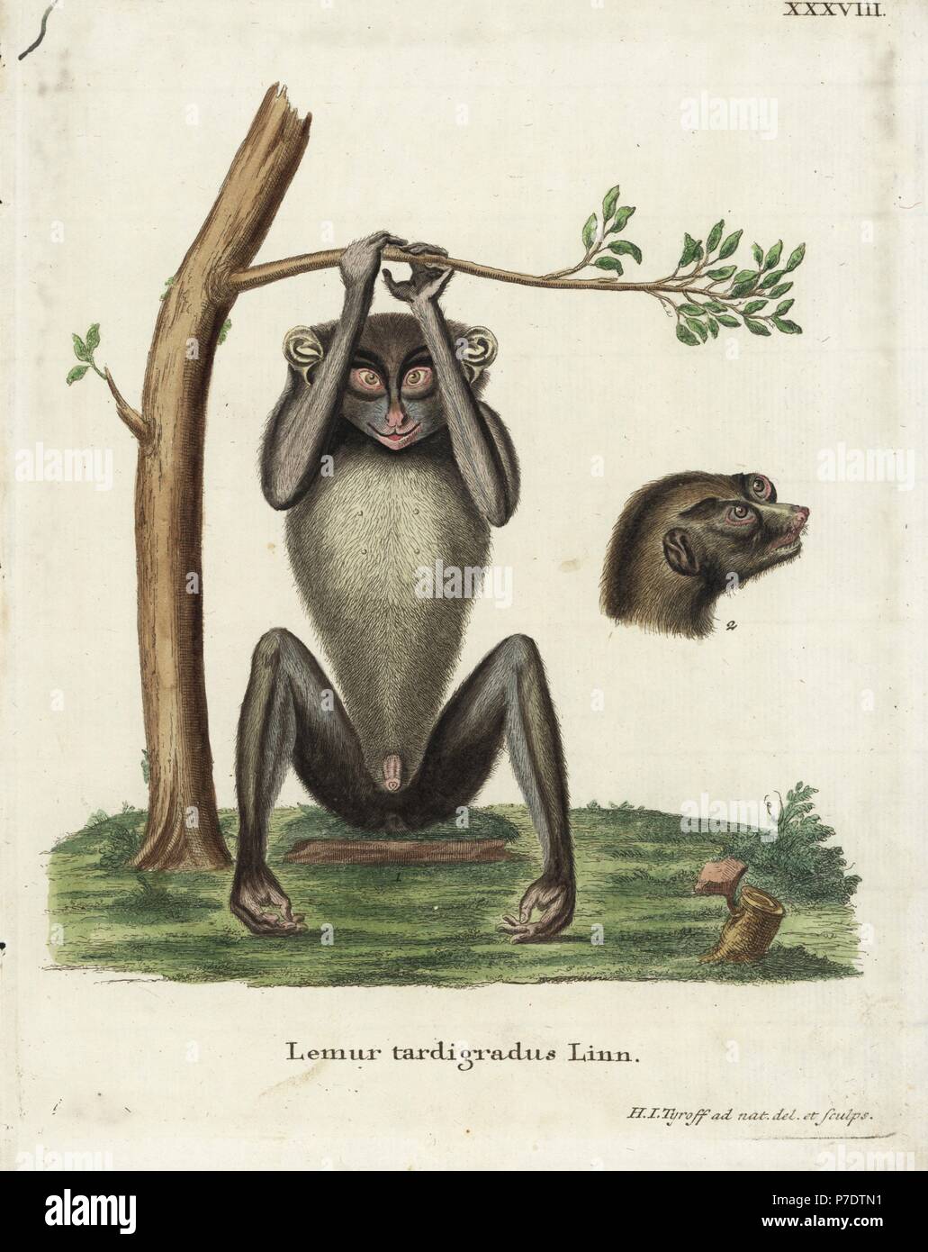 Red slender loris, Loris tardigradus. Endangered. (Lemur tardigradus L ...