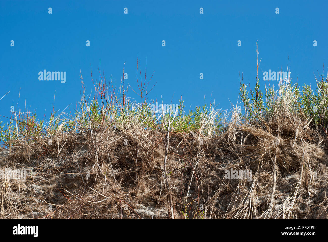 Soil with roots and dry grass Stock Photo - Alamy