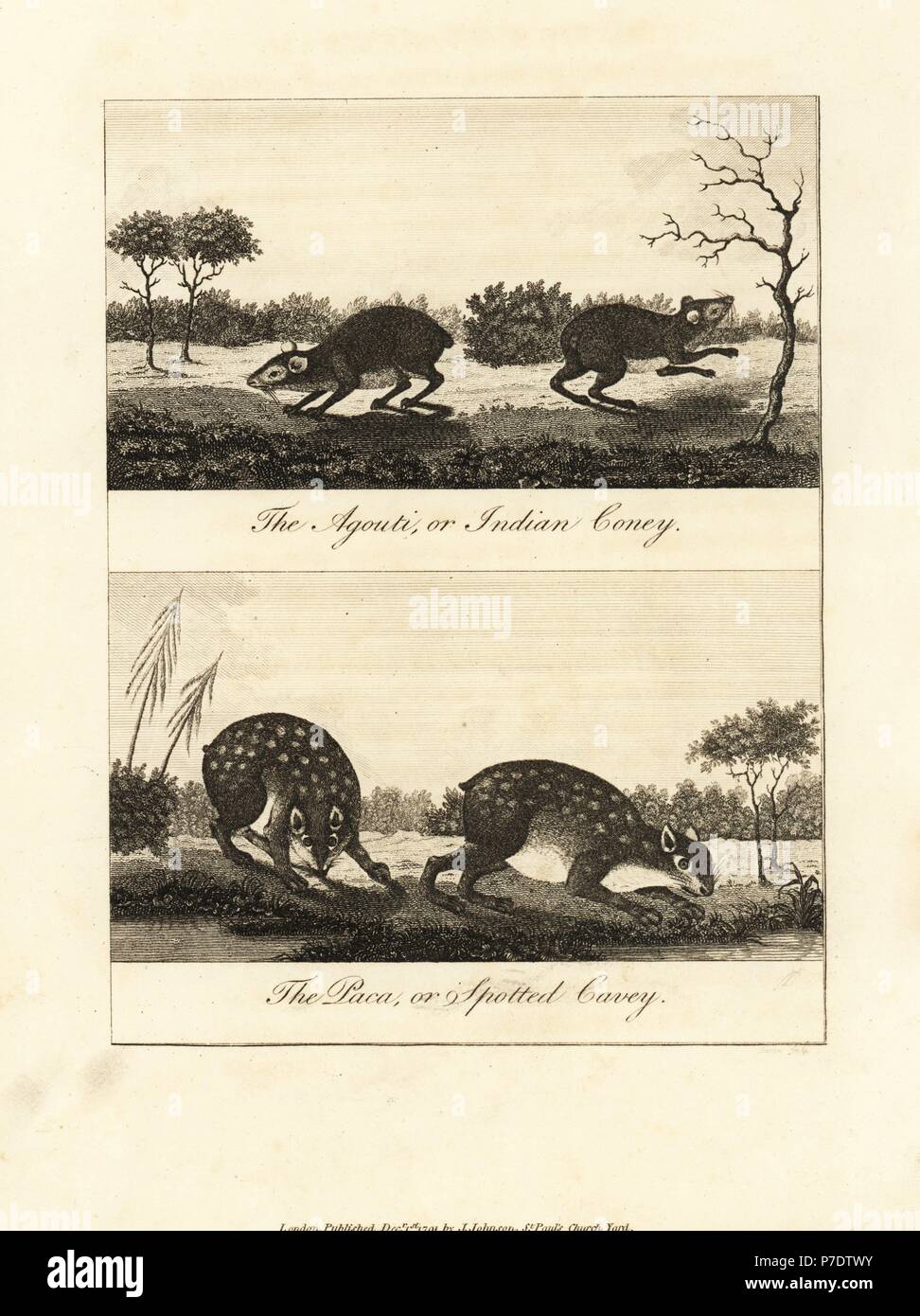 Red-rumped agouti or Indian coney, Dasyprocta leporina leporina, and ...