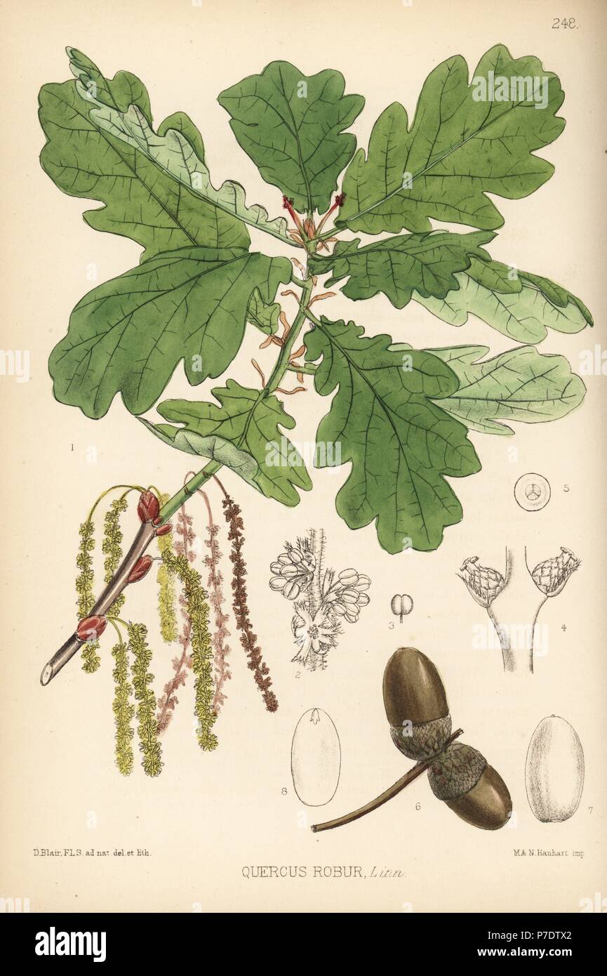 Common oak tree, Quercus robur. Handcoloured lithograph by Hanhart ...