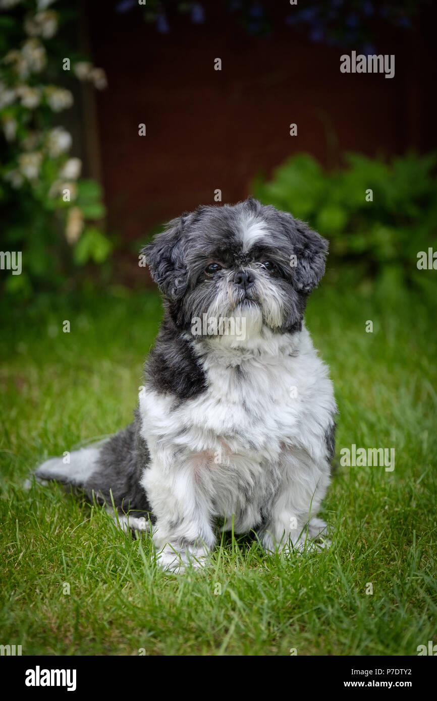 Cocker poo hi-res stock photography and images - Alamy