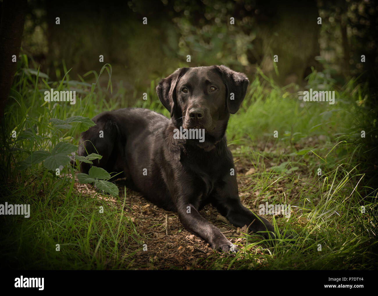 Black labrador outdoors hi-res stock photography and images - Alamy