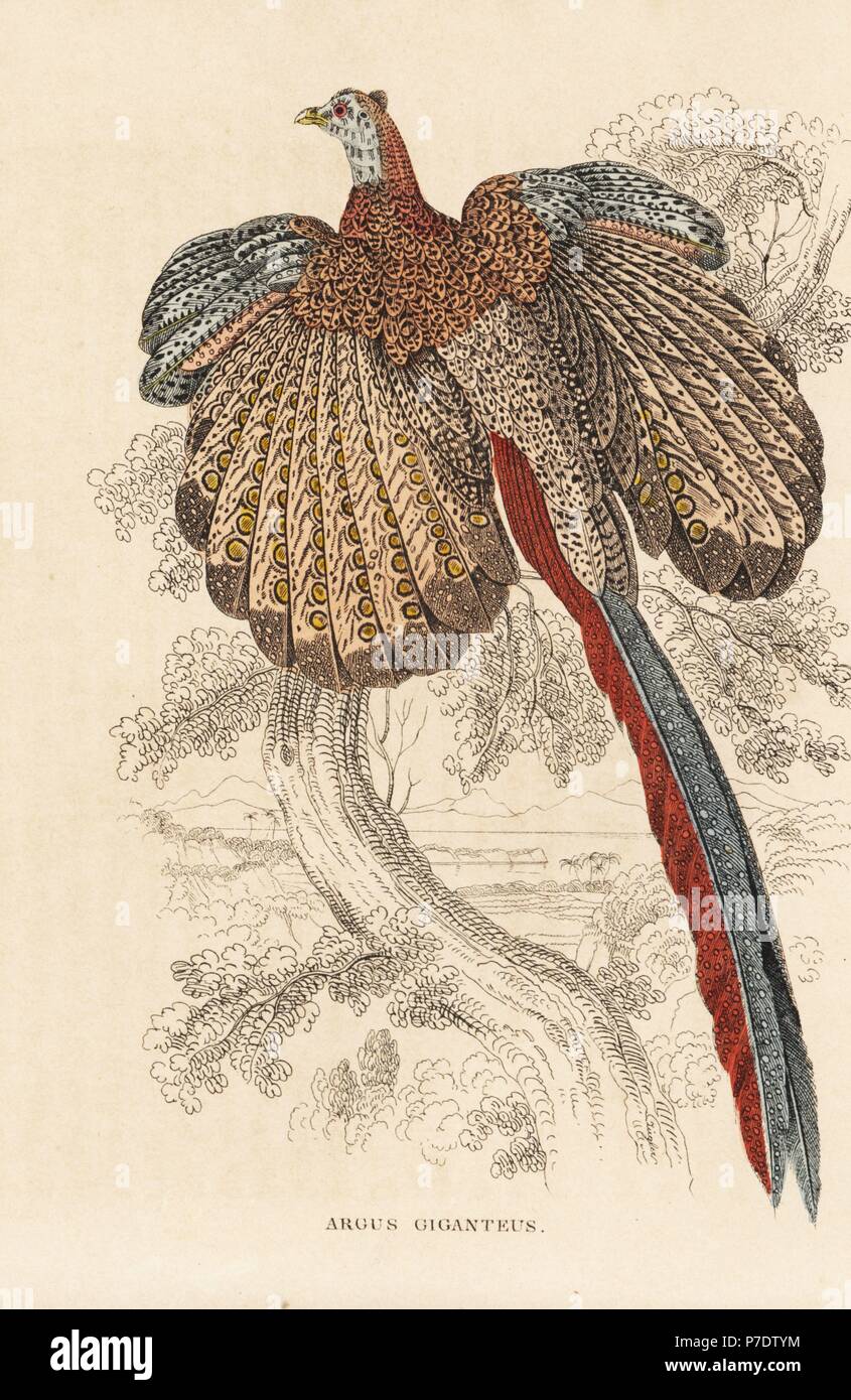 Argus giganteus hi-res stock photography and images - Alamy