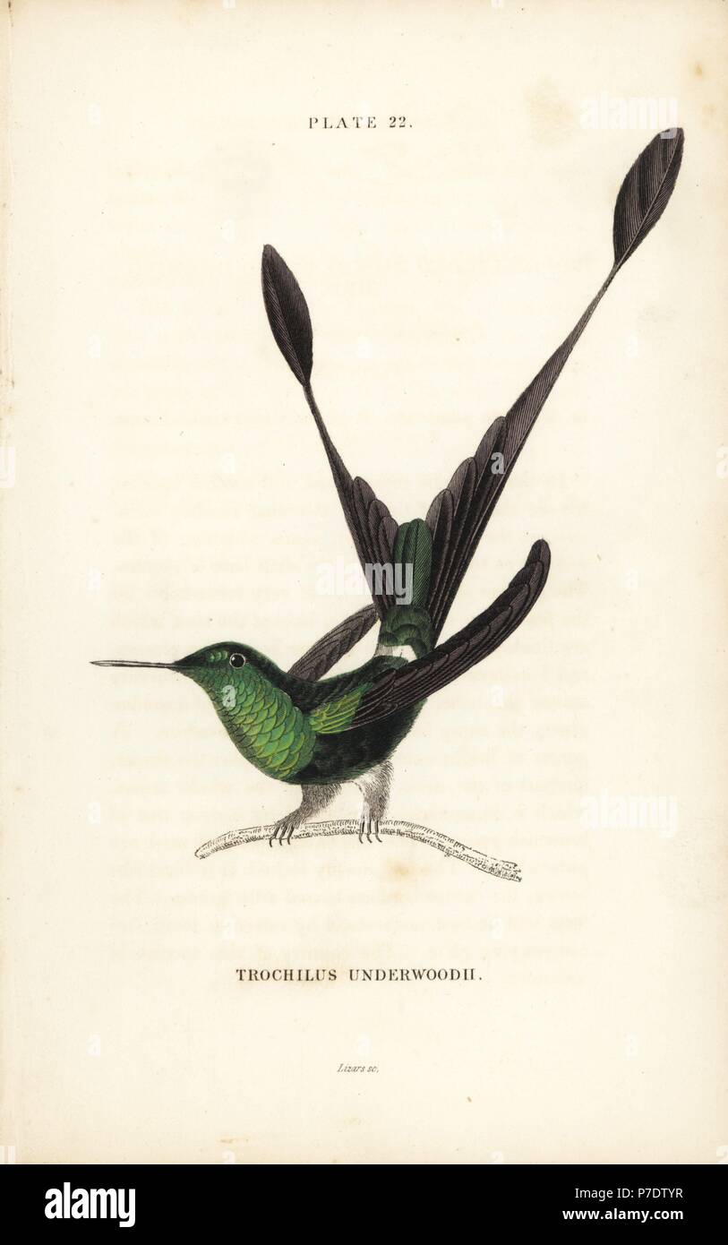 Rough legged racket tailed hummingbird hi-res stock photography and ...