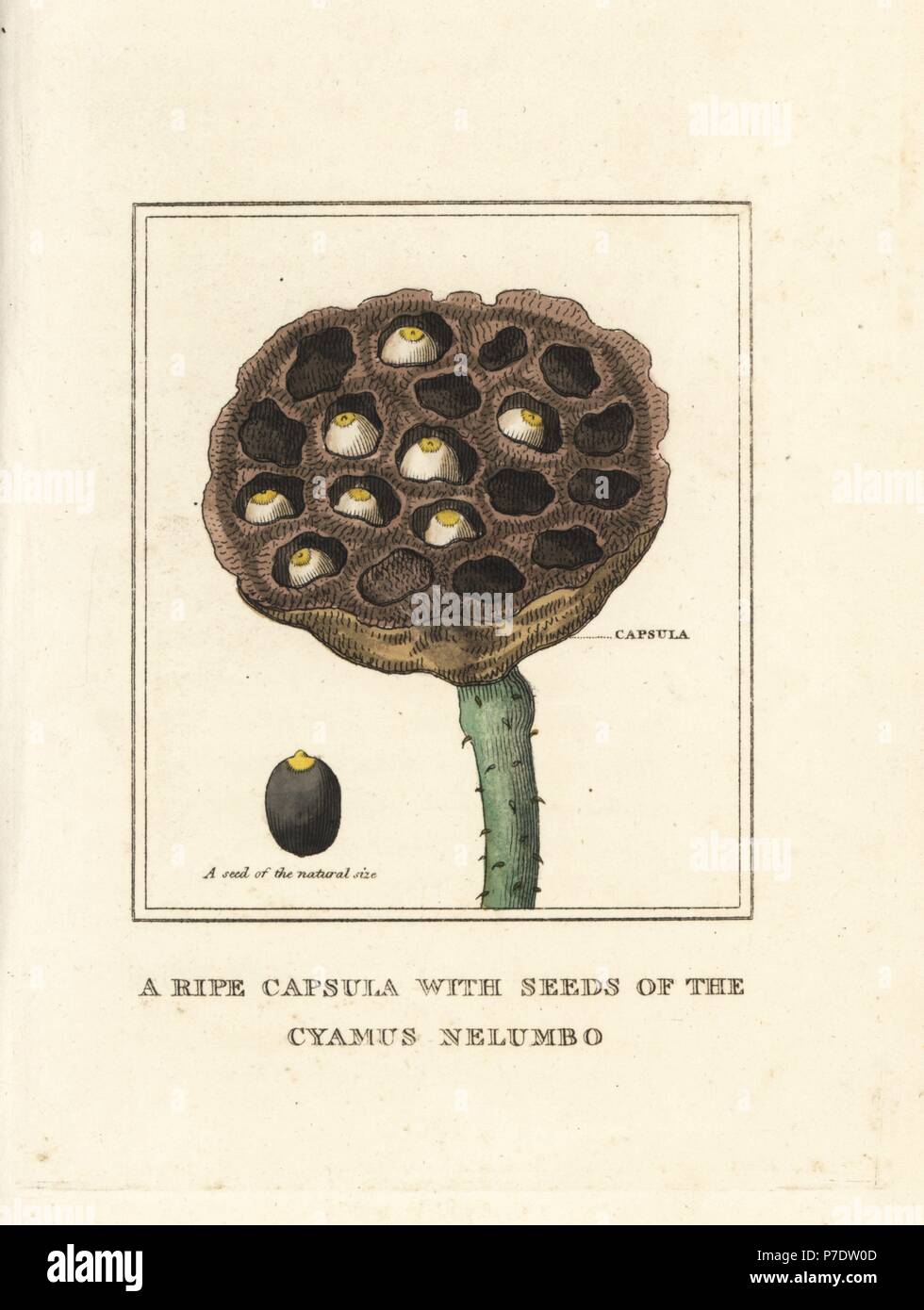 Ripe capsula with seeds of the sacred lotus, Nelumbo nucifera (Egyptian ...