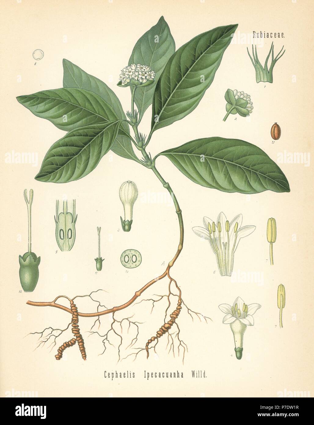Ipecacuanha, Carapichea ipecacuanha (Cephaelis ipecacuanha ...