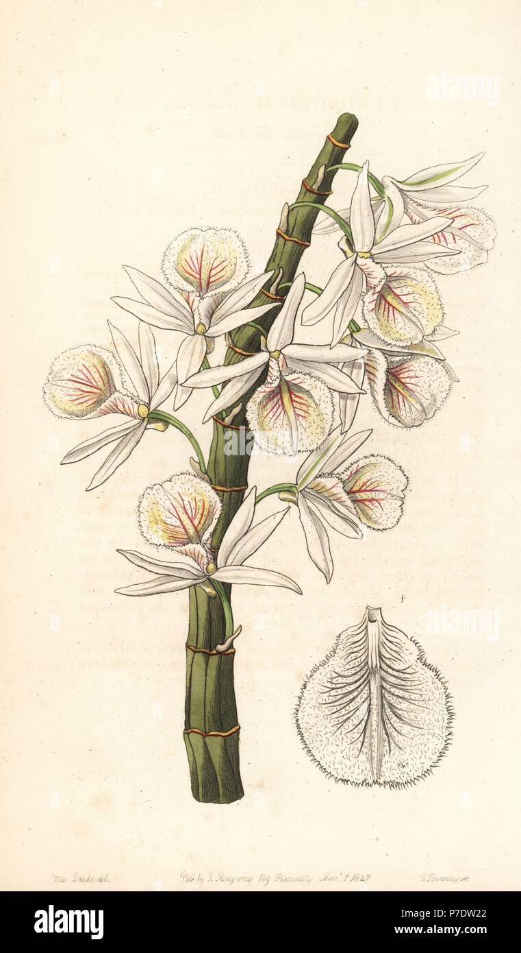 Many-flowered dendrobium orchid, Dendrobium polyanthum (Chalk-white ...