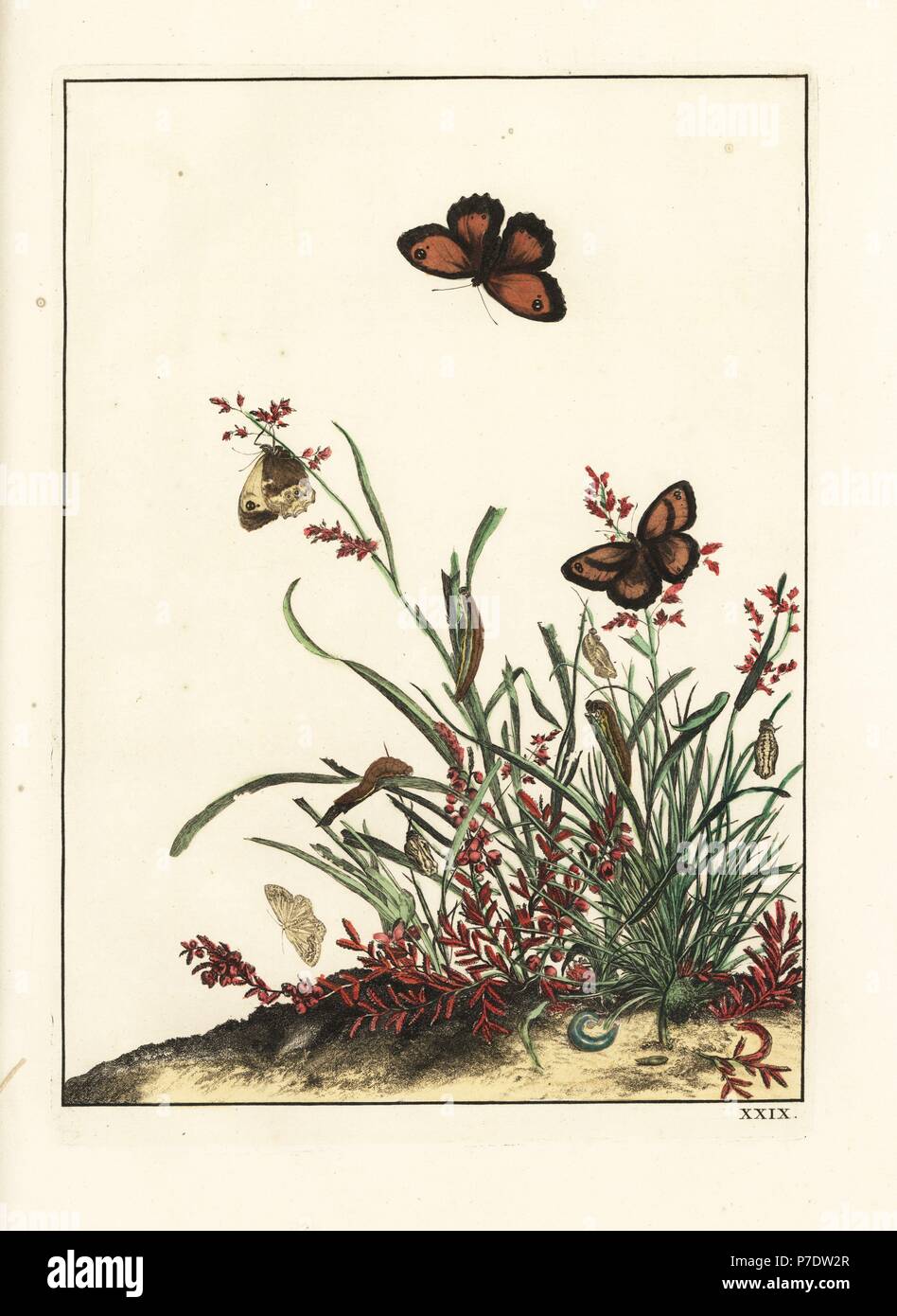 Gatekeeper butterfly caterpillar hi-res stock photography and images ...