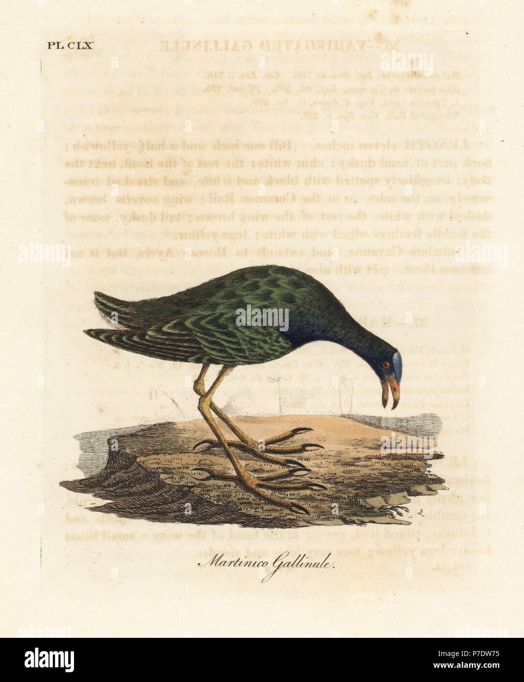 Purple gallinule, Porphyrio martinicus (Martinico gallinule, Gallinula ...