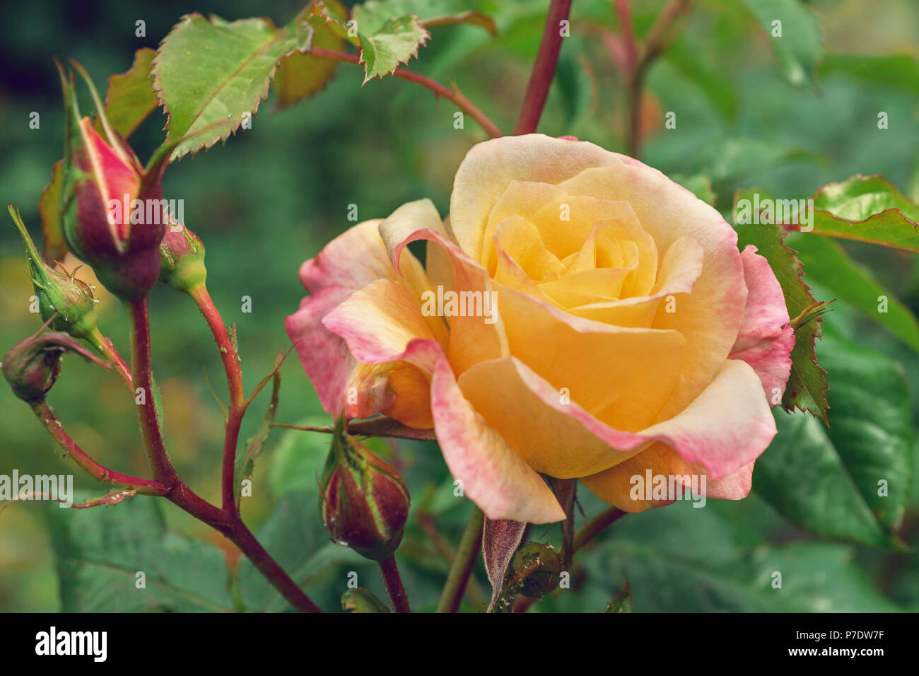 Pink rose flower in the garden Stock Photo - Alamy