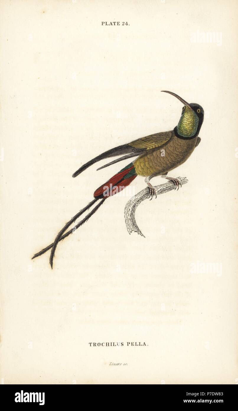 Crimson topaz, Topaza pella (Trochilus pella). Handcoloured steel ...
