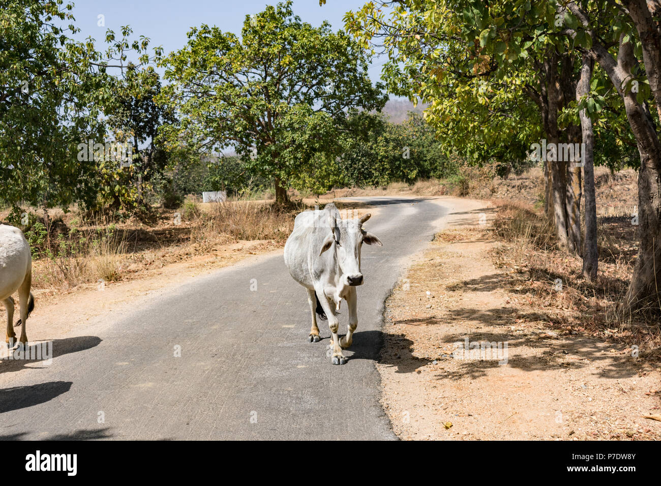 Indian bulls hi-res stock photography and images - Alamy