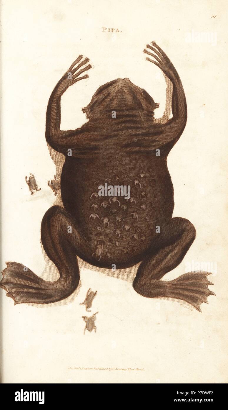 Suriname toad birth hi-res stock photography and images - Alamy