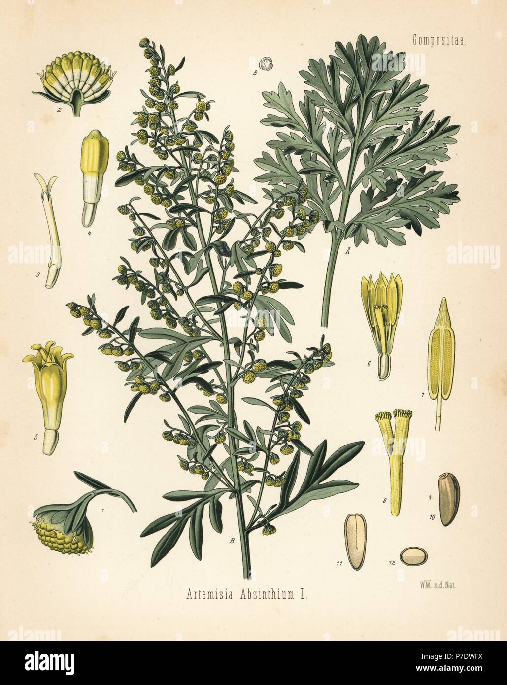 Absinthe wormwood, Artemisia absinthium. Chromolithograph after a ...