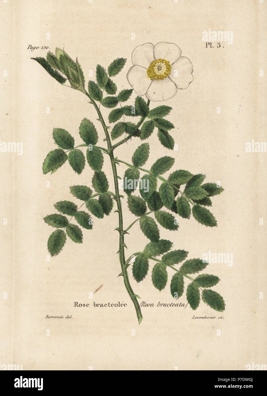Bracteate rose, Rose bracteolee, Rosa bracteata. Handcoloured ...