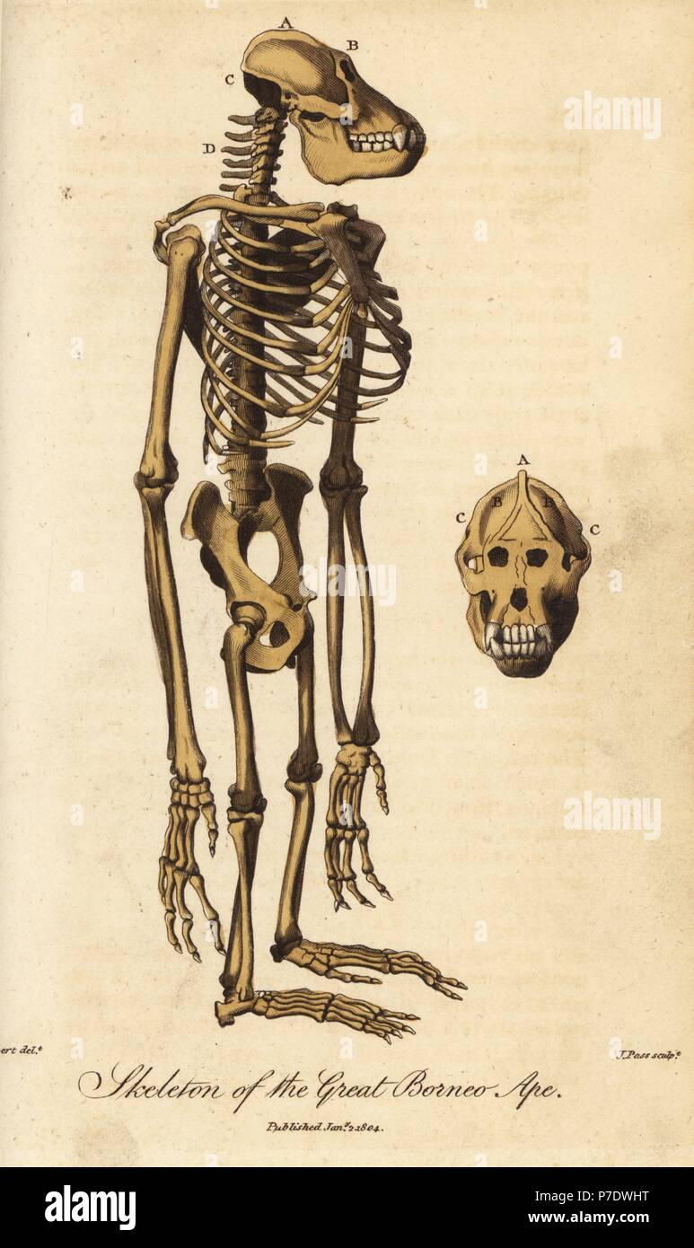 Simian skull hi-res stock photography and images - Alamy