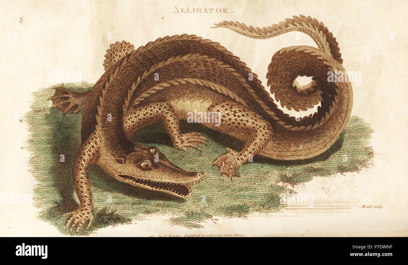 American alligator, Alligator mississippiensis (Alligator, Lacerta ...