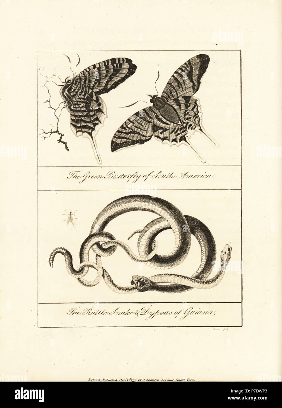 Snake moth hi-res stock photography and images - Alamy