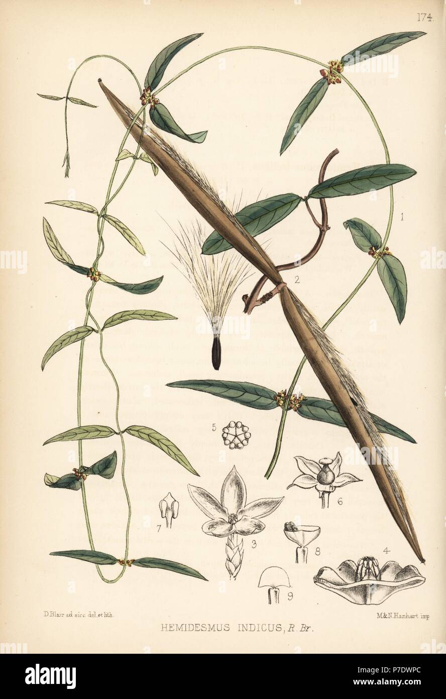 Indian sarsaparilla, nunnari or nannari, Hemidesmus indicus ...
