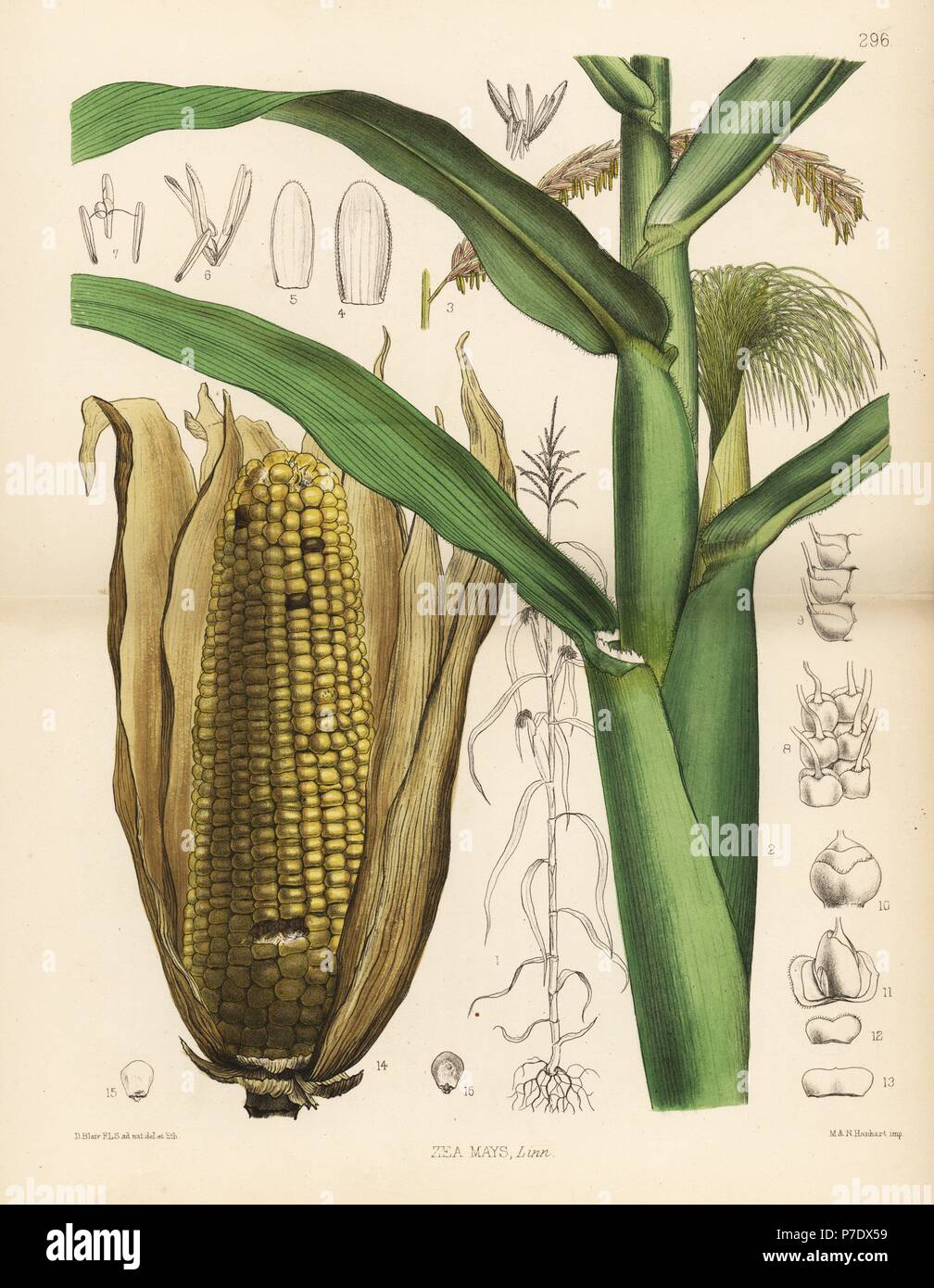 Maize or Indian corn, Zea mays. Handcoloured lithograph by Hanhart ...