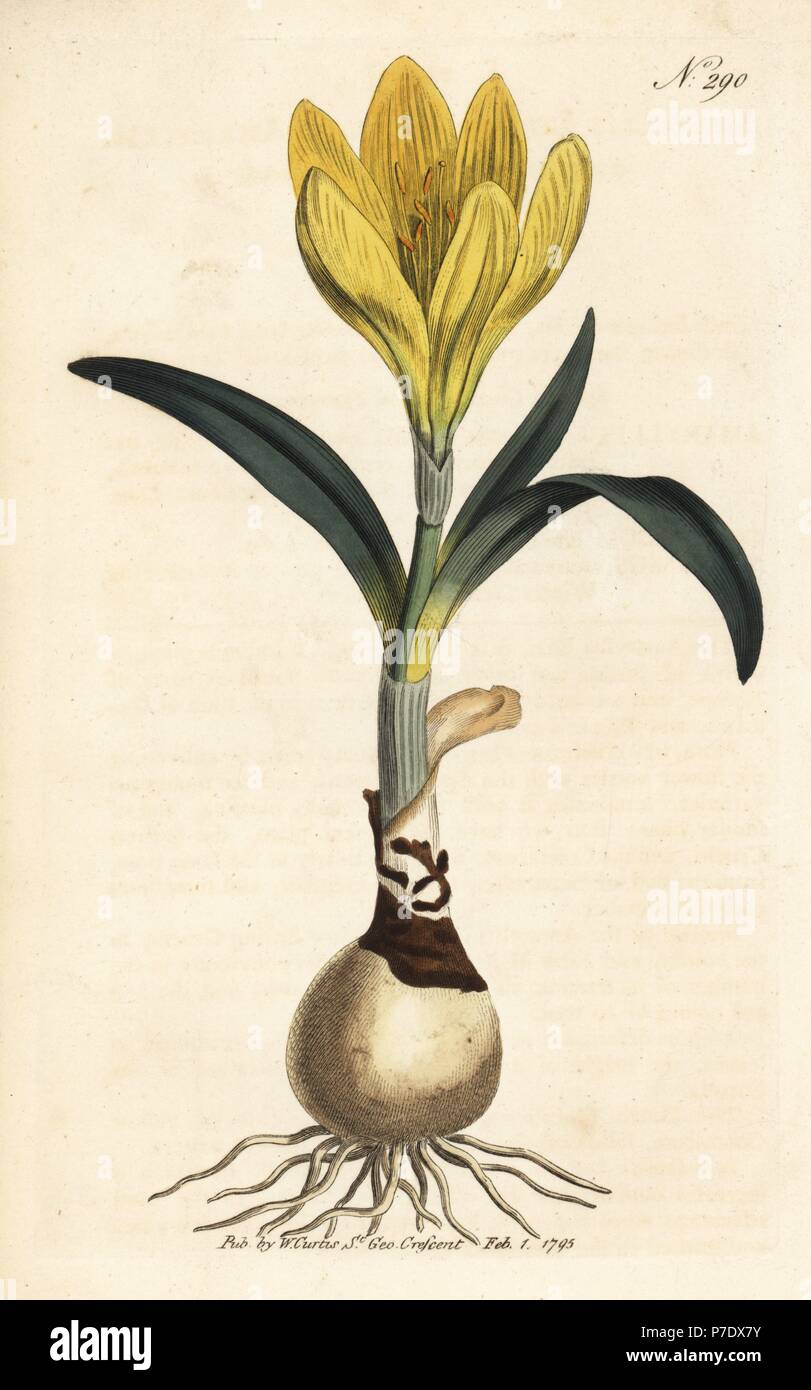 Copperplate engraving by william curtis hi-res stock photography and ...