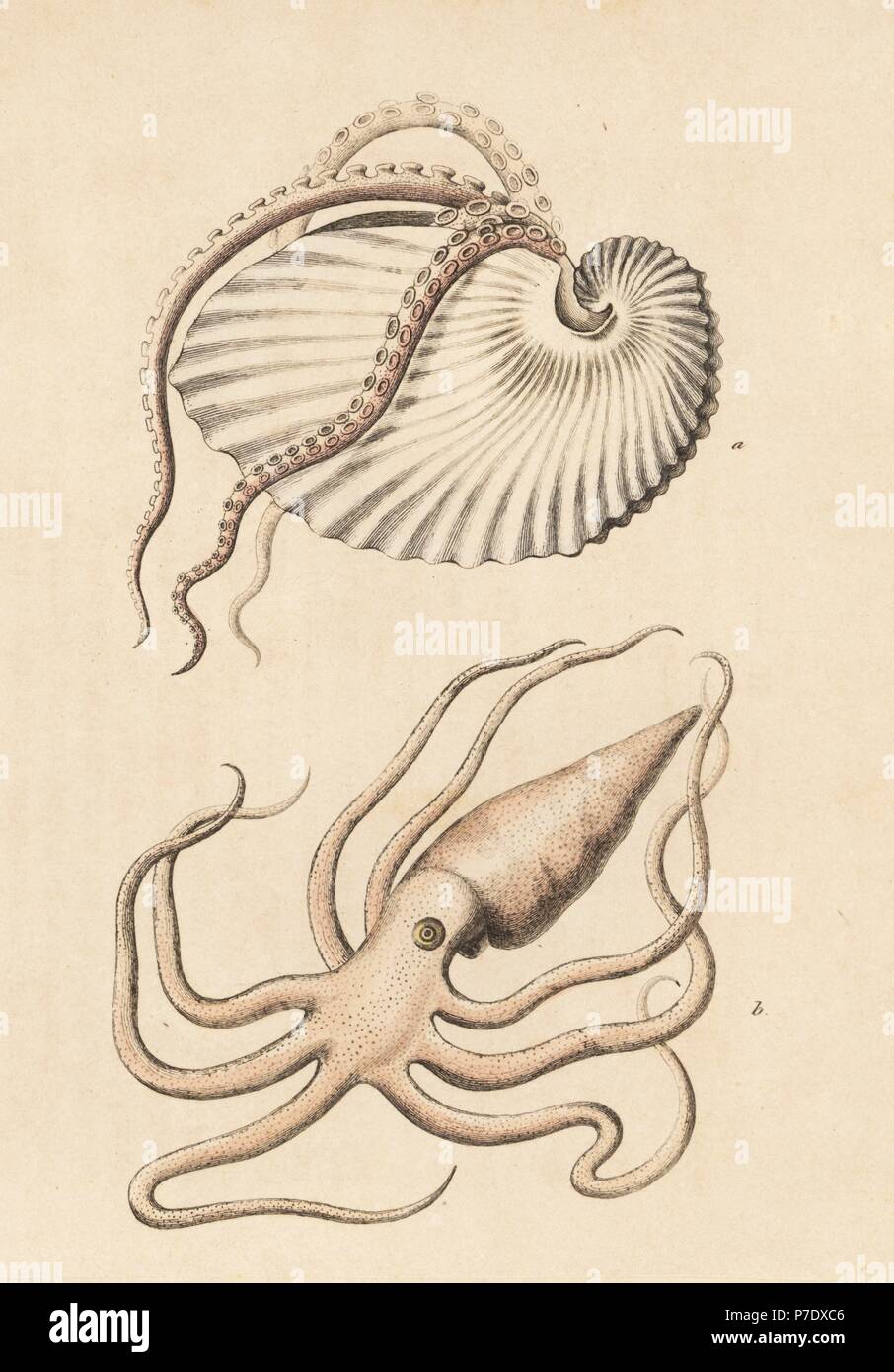 Greater argonaut octopus or paper nautilus, Argonaut argo, female in ...