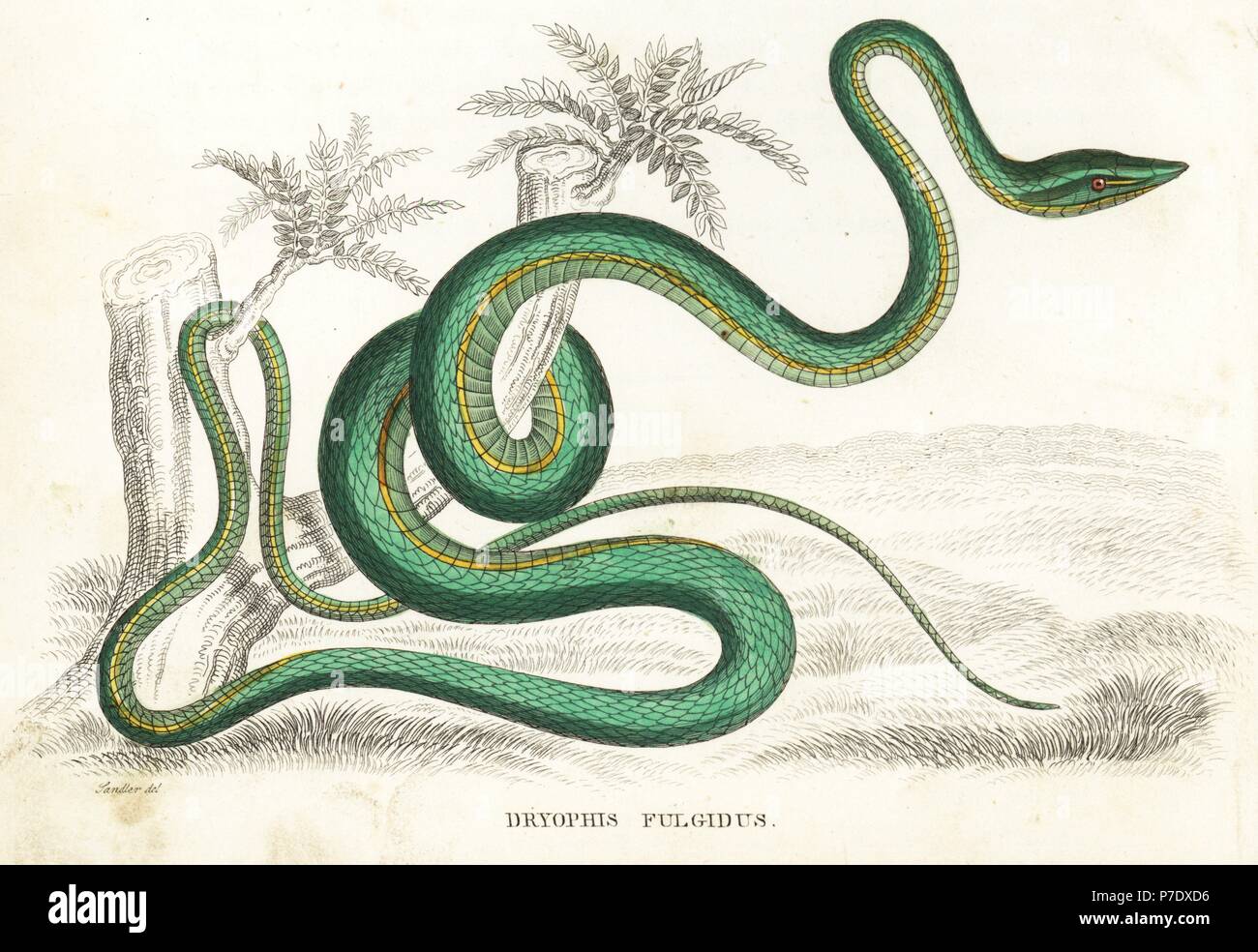 Dryophis fulgidus hi-res stock photography and images - Alamy