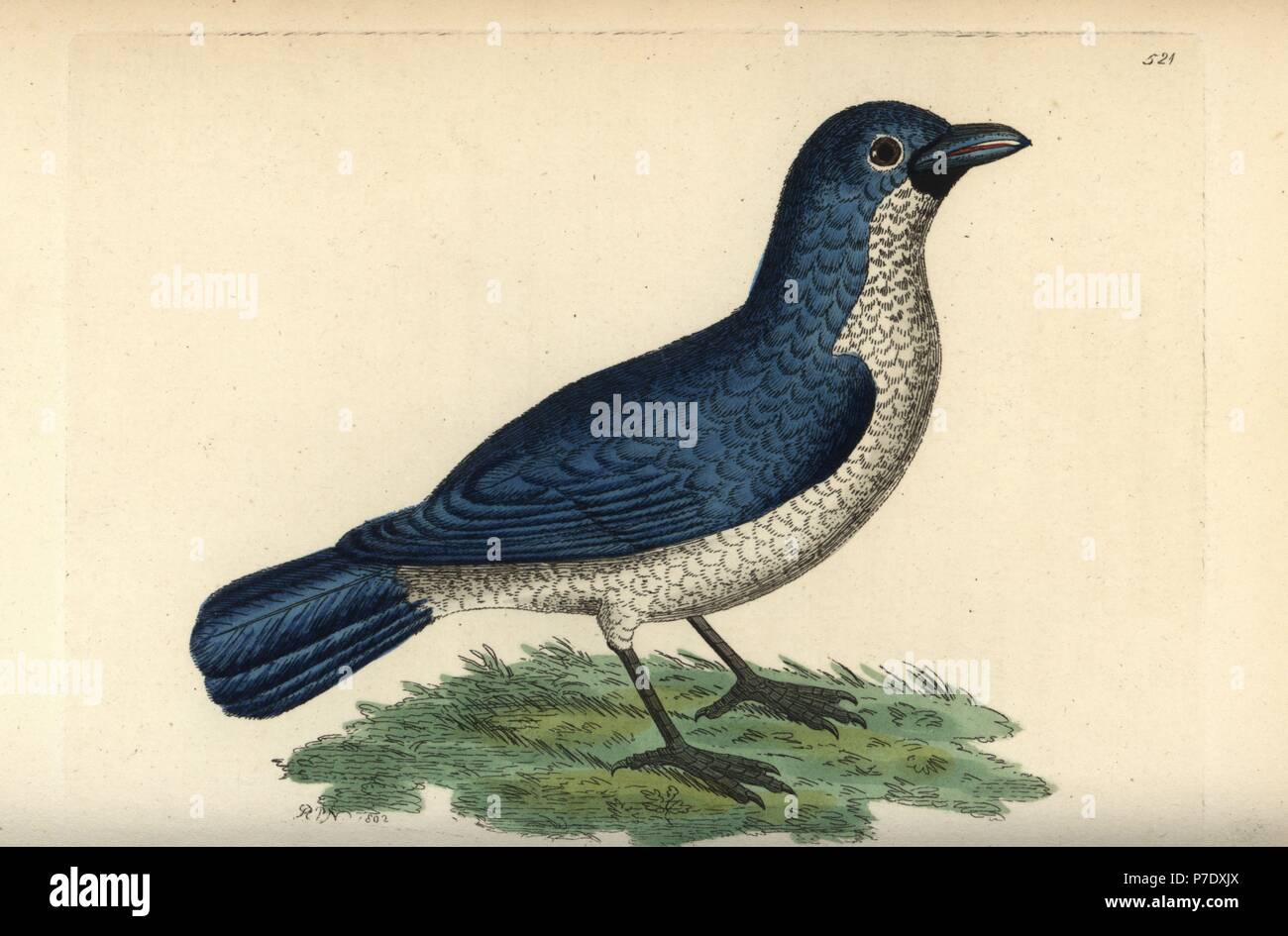 Turati's boubou, Laniarius turatii (Blue shrike, Lanius bicolor ...