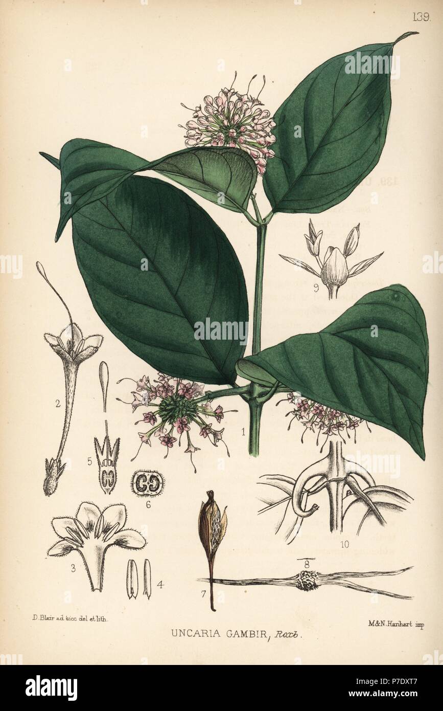 Pale catechu hi-res stock photography and images - Alamy