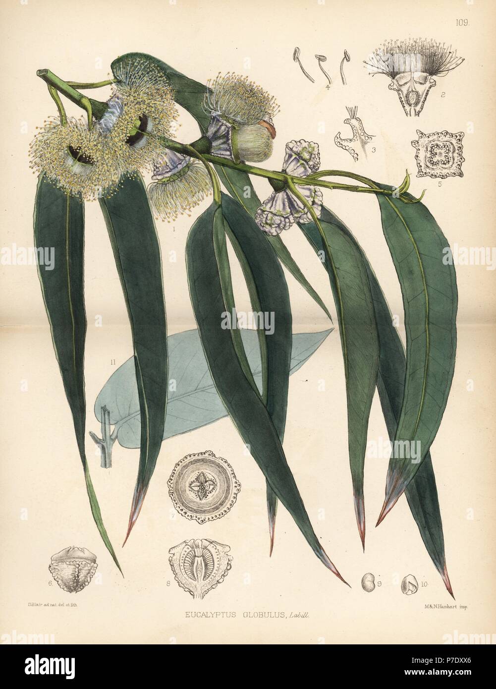 Tasmanian blue gum tree, Eucalyptus globulus. Handcoloured lithograph ...