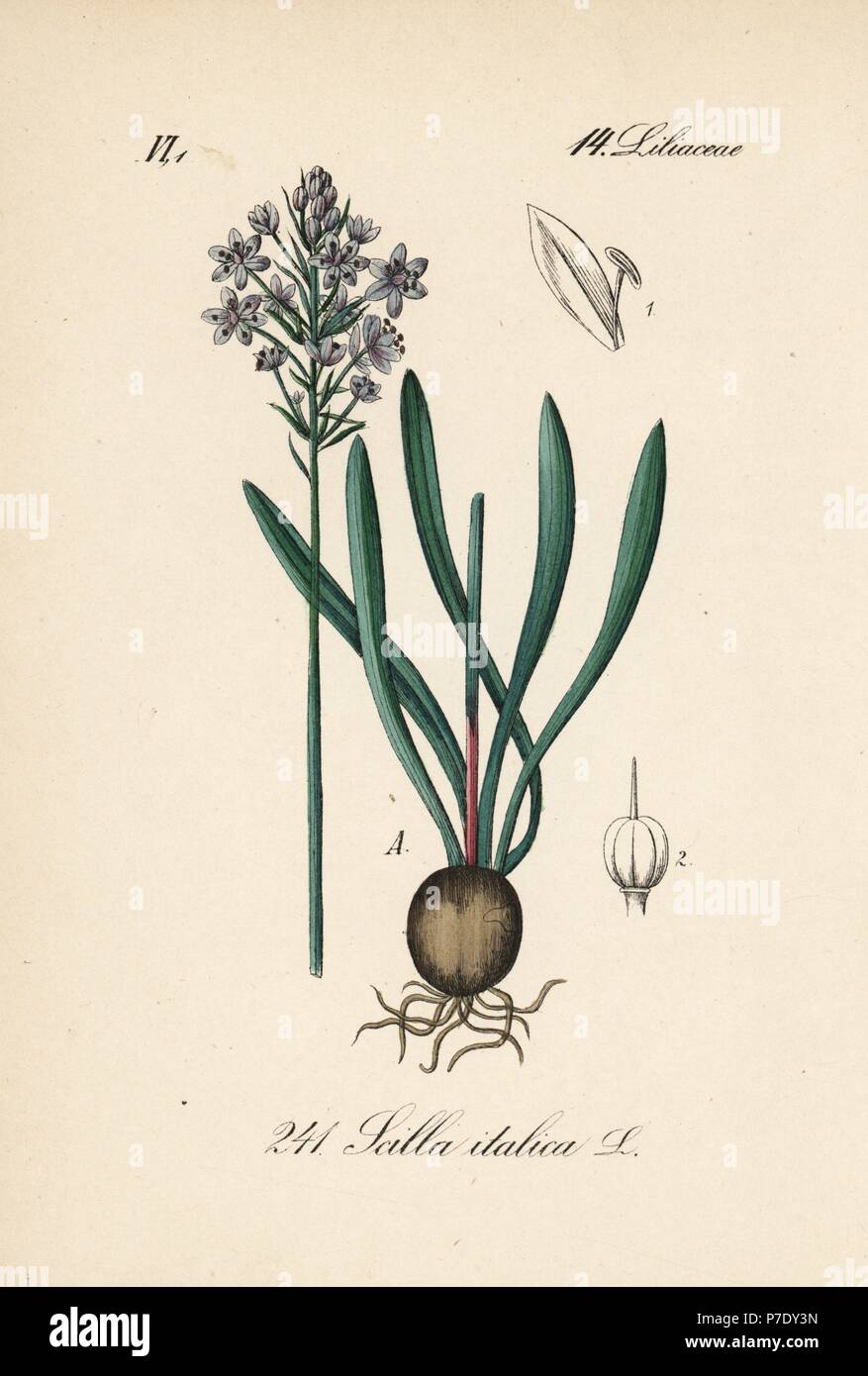 Hyacinthoides italica hi-res stock photography and images - Alamy