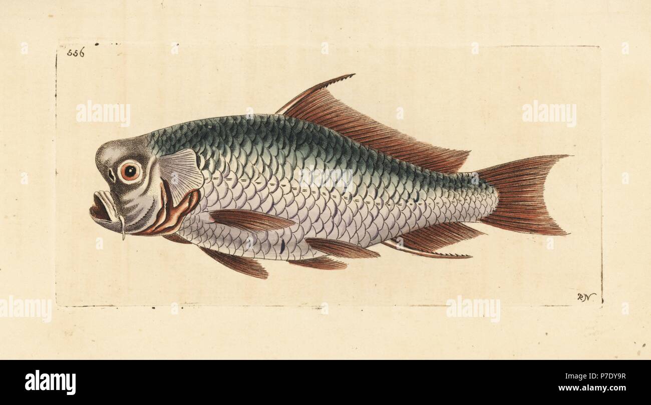 Common carp, Cyprinus carpio carpio (Rondeletian carp, Cyprinus ...