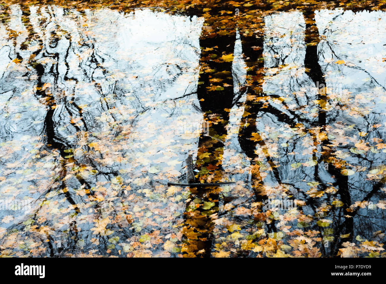 Autumn, reflection in the water of fallen leaves, branches of a tree ...